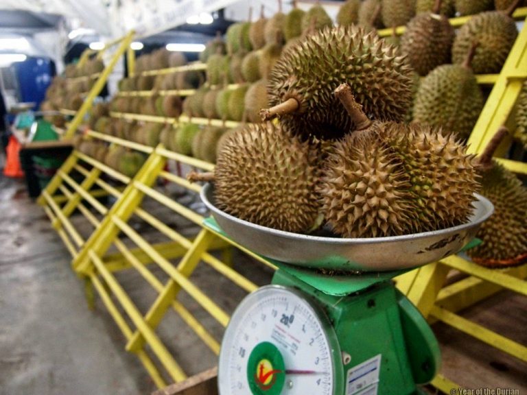 Durian Singapore | Durian, Express Durian Delivery in Singapore