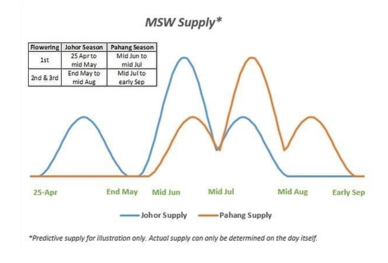 Durian Price - Durian Delivery Singapore