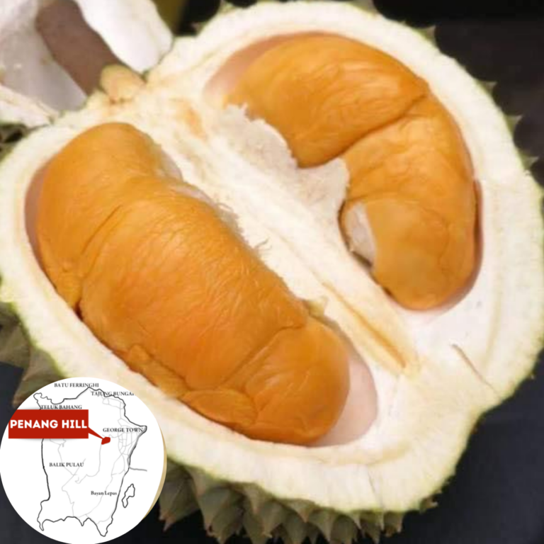 A6 Pahang Mao Shan Wang / Musang King (MSW) (800g) - Durian Delivery ...