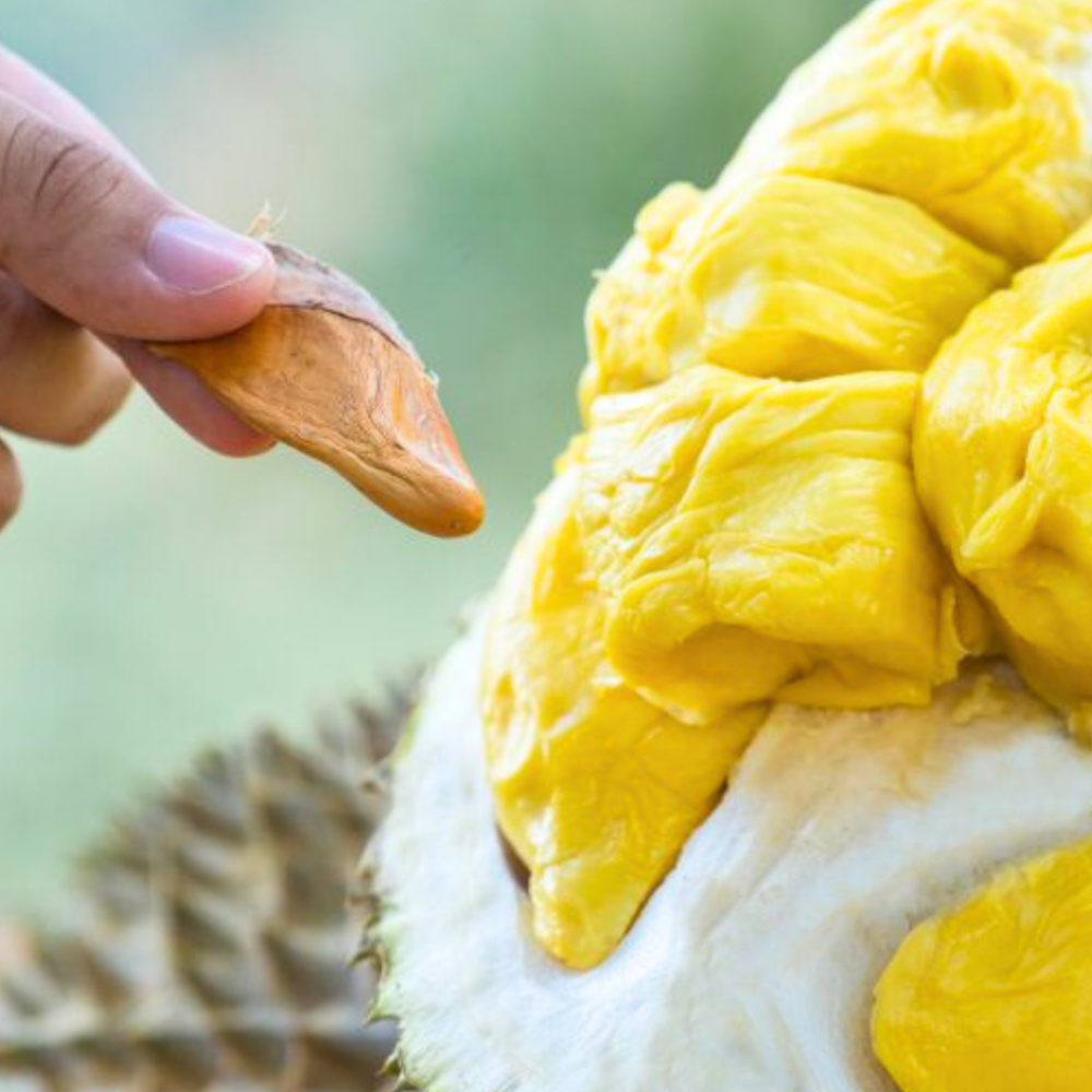 Durian Singapore | Fresh Durian Delivery | Premium Selection